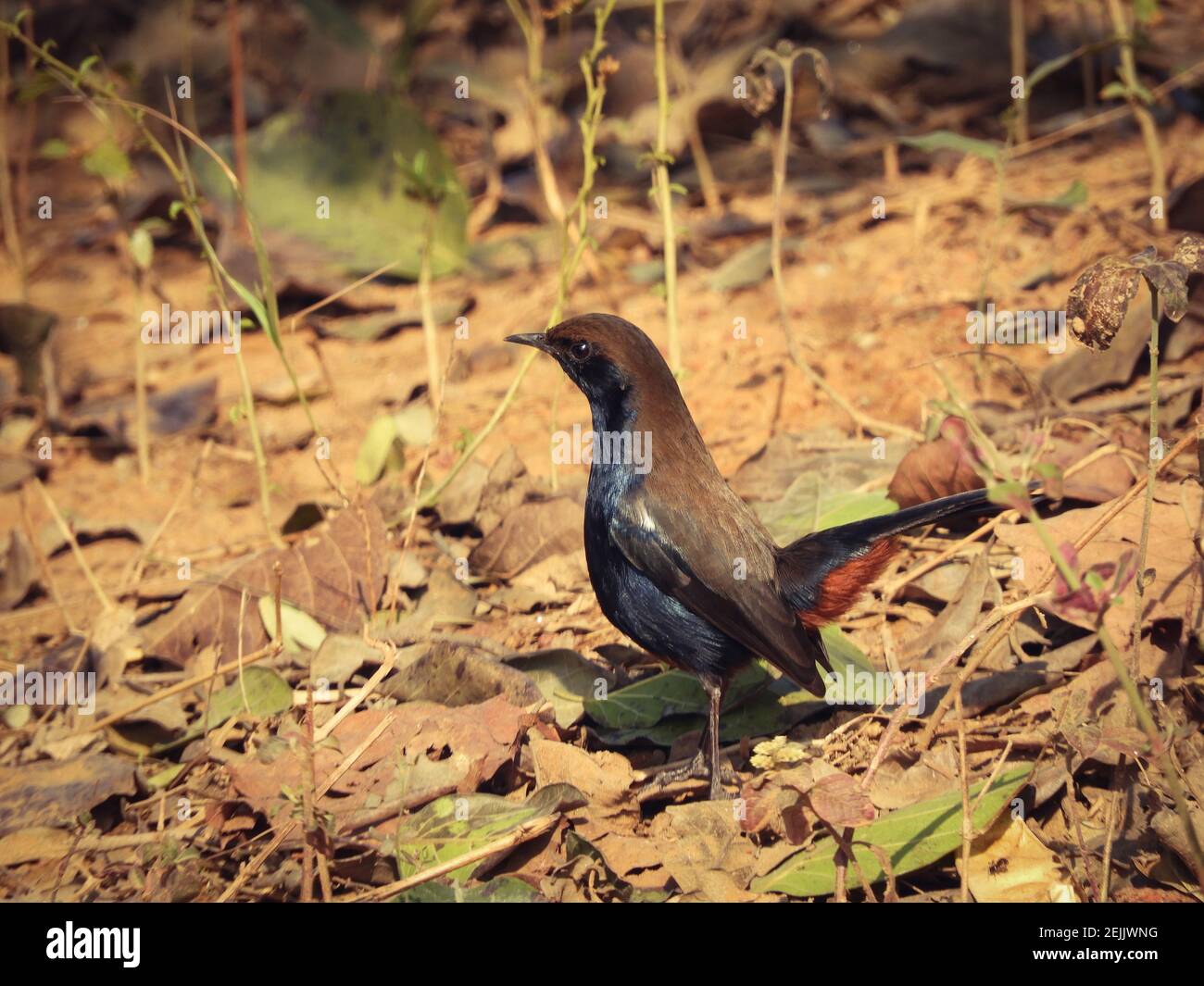 Lurr hi-res stock photography and images - Alamy