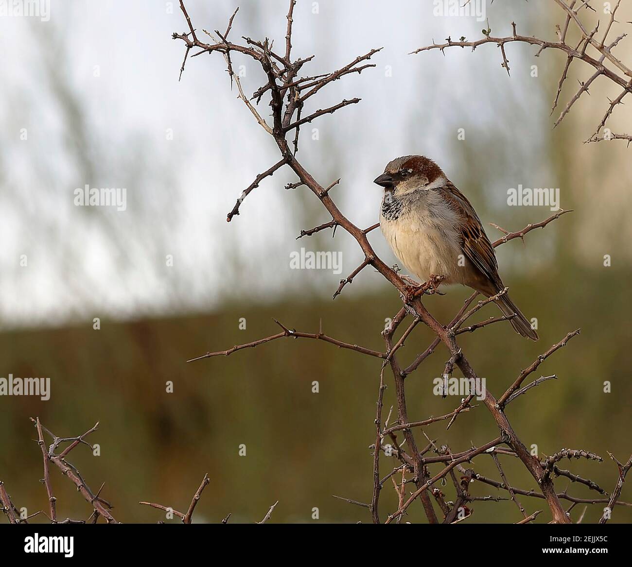 Beautiful house sparrow hi-res stock photography and images - Alamy