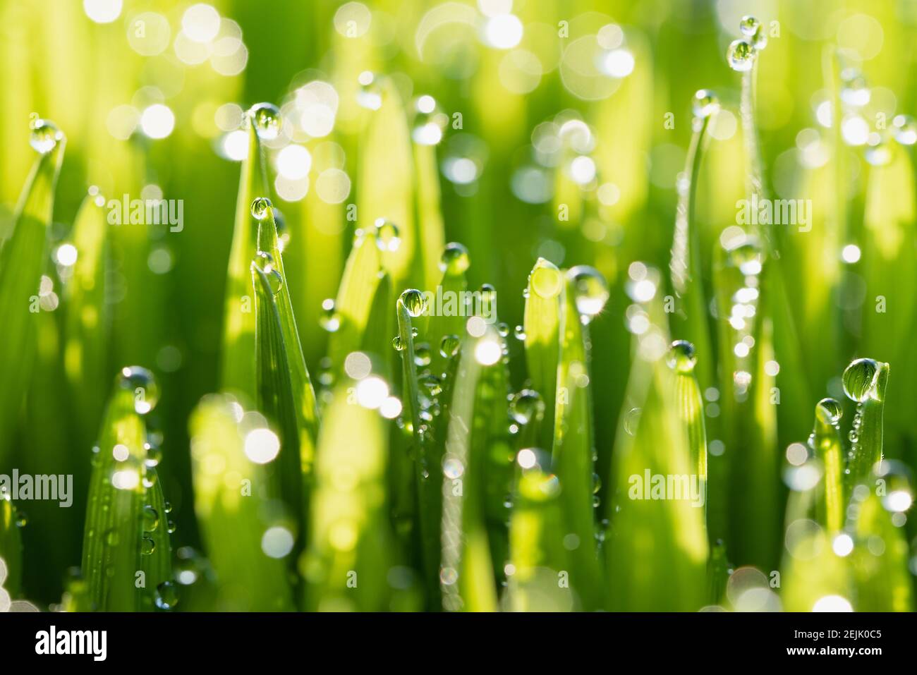 Wet spring green grass backround with dew lawn natural. beautiful water ...