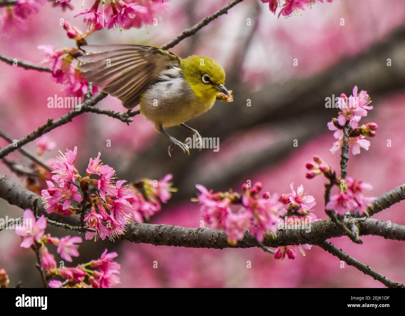 A bird is seen standing on a blooming plum tree in a park in Nanning ...