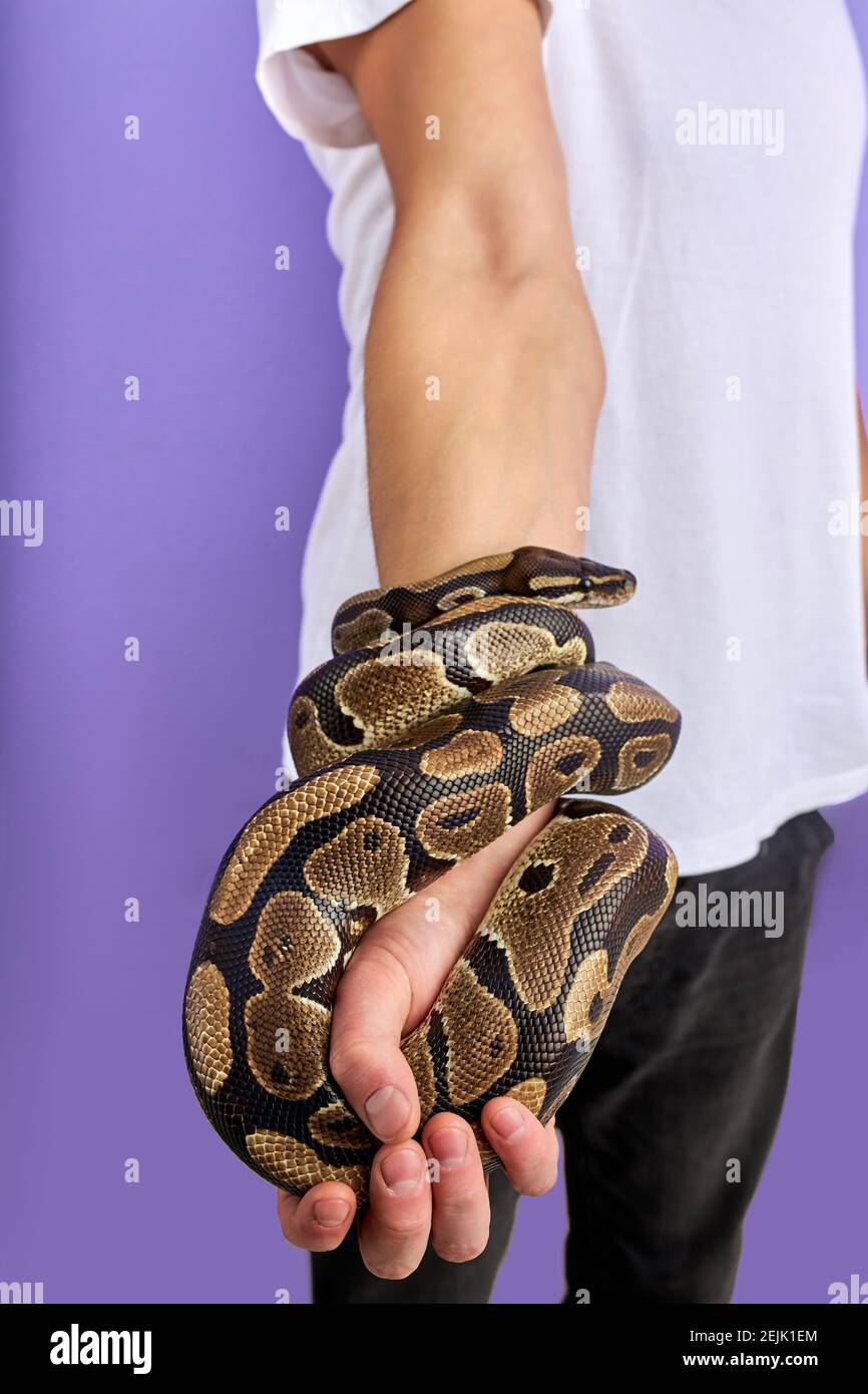 Scared person snake hi-res stock photography and images - Alamy