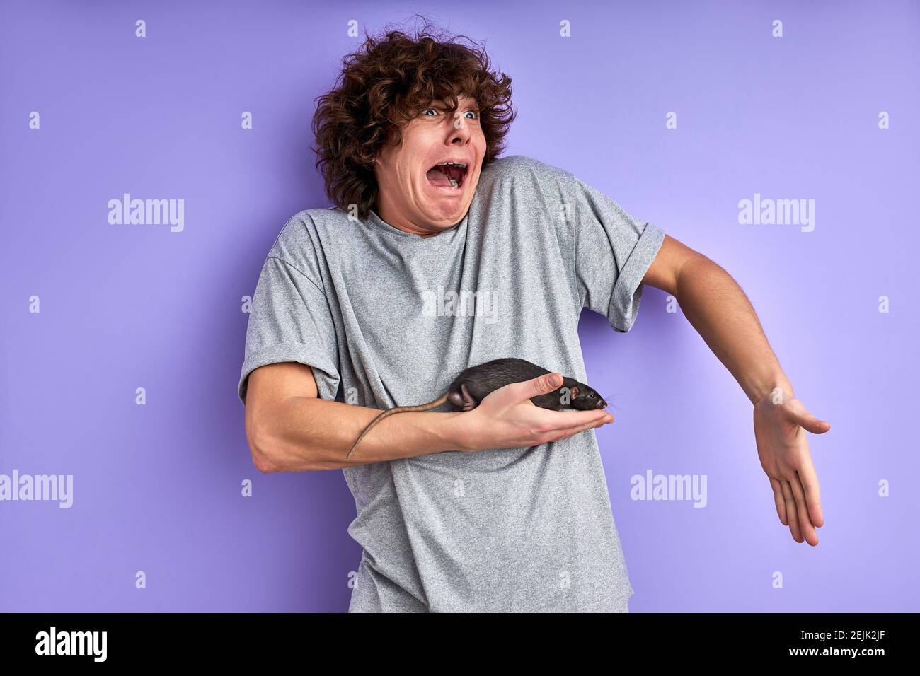curious gray rat crawling on a man's arm, guy is scared by decorative ...