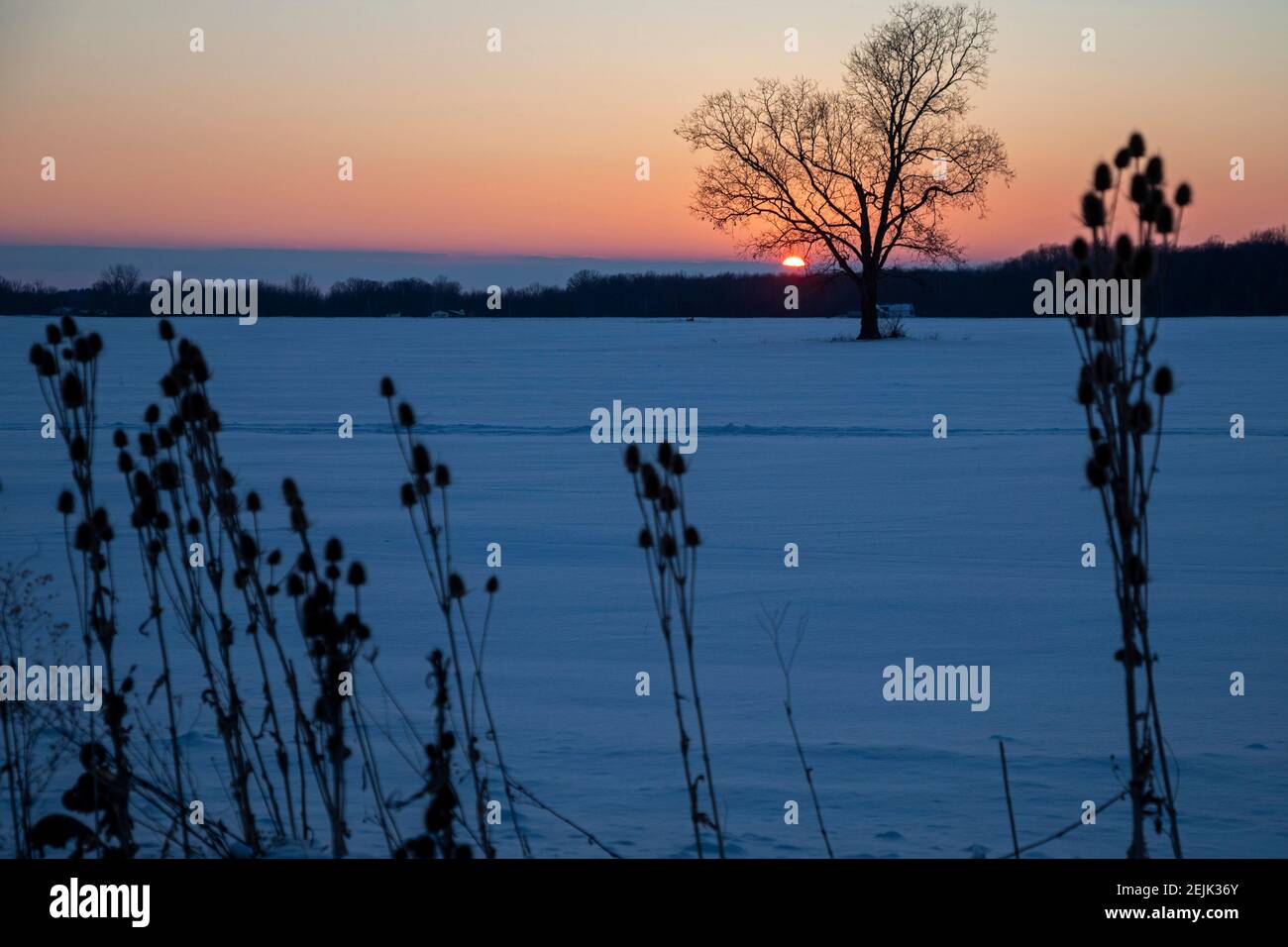 Field sunset tree farm hi-res stock photography and images - Alamy