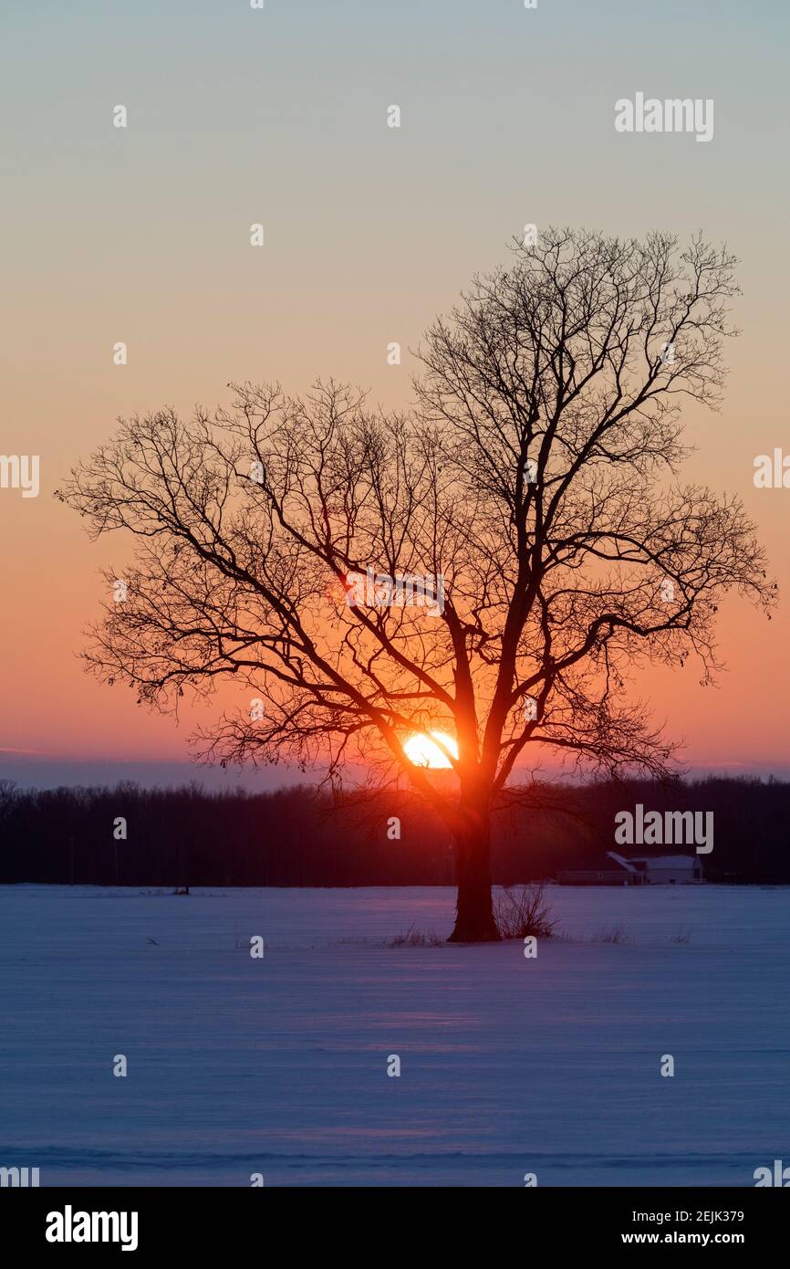Rural farm tree hi-res stock photography and images - Alamy