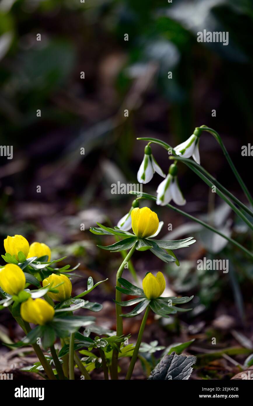 Eranthis hyemalis Noel Ayres,golden yellow flowers,golden yellow winter ...