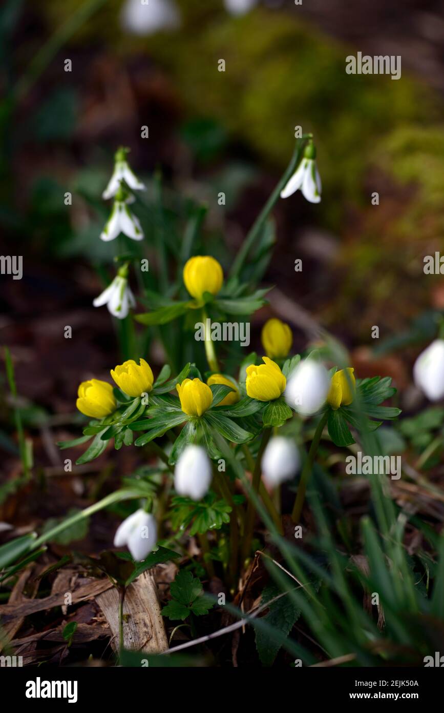 Eranthis hyemalis Noel Ayres,golden yellow flowers,golden yellow winter ...
