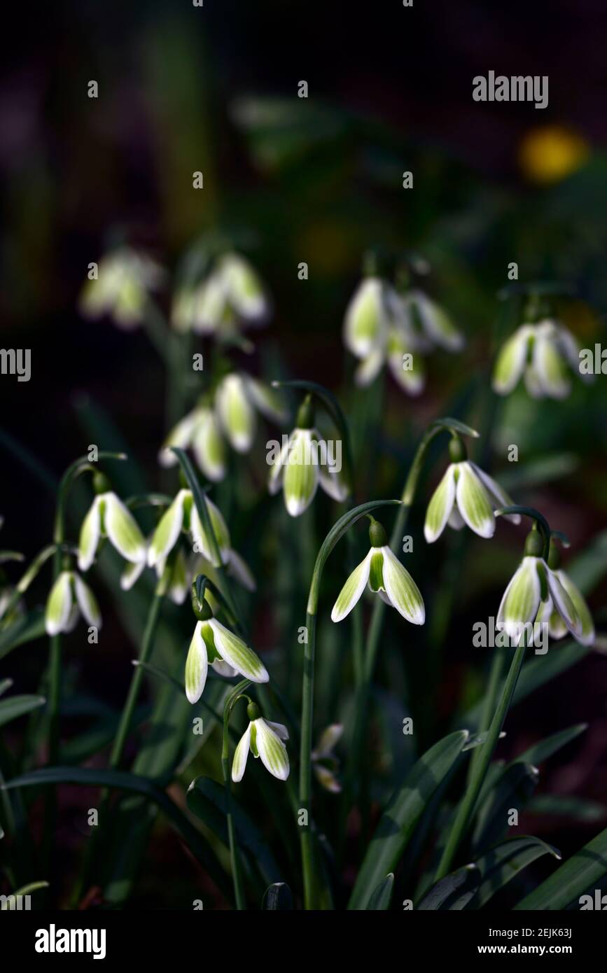 Galanthus Green tear,virescent snowdrop,virescents,early flowering ...
