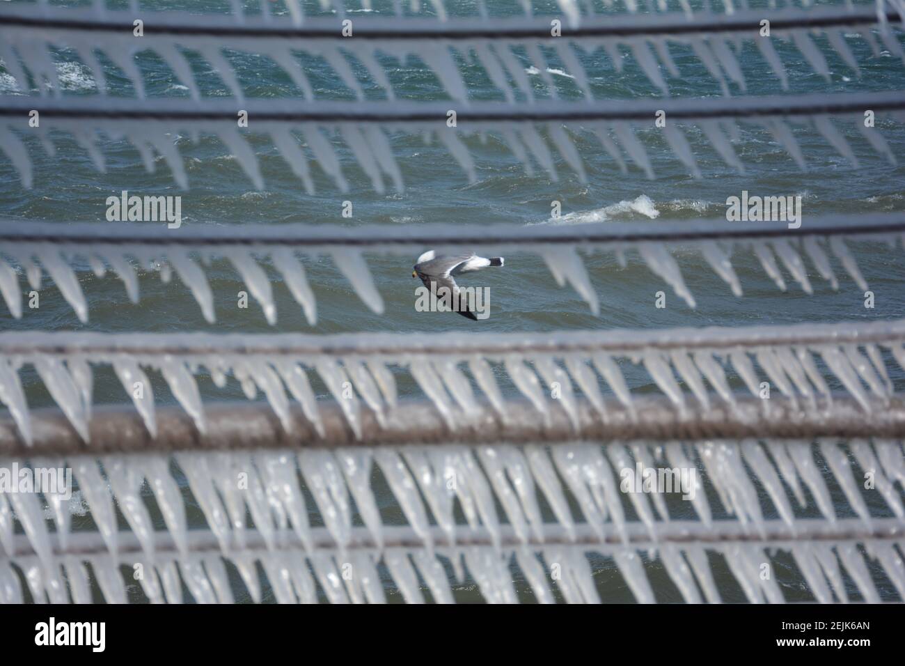 Due to gale and low temperature, ice appears and is hung at handrail at ...