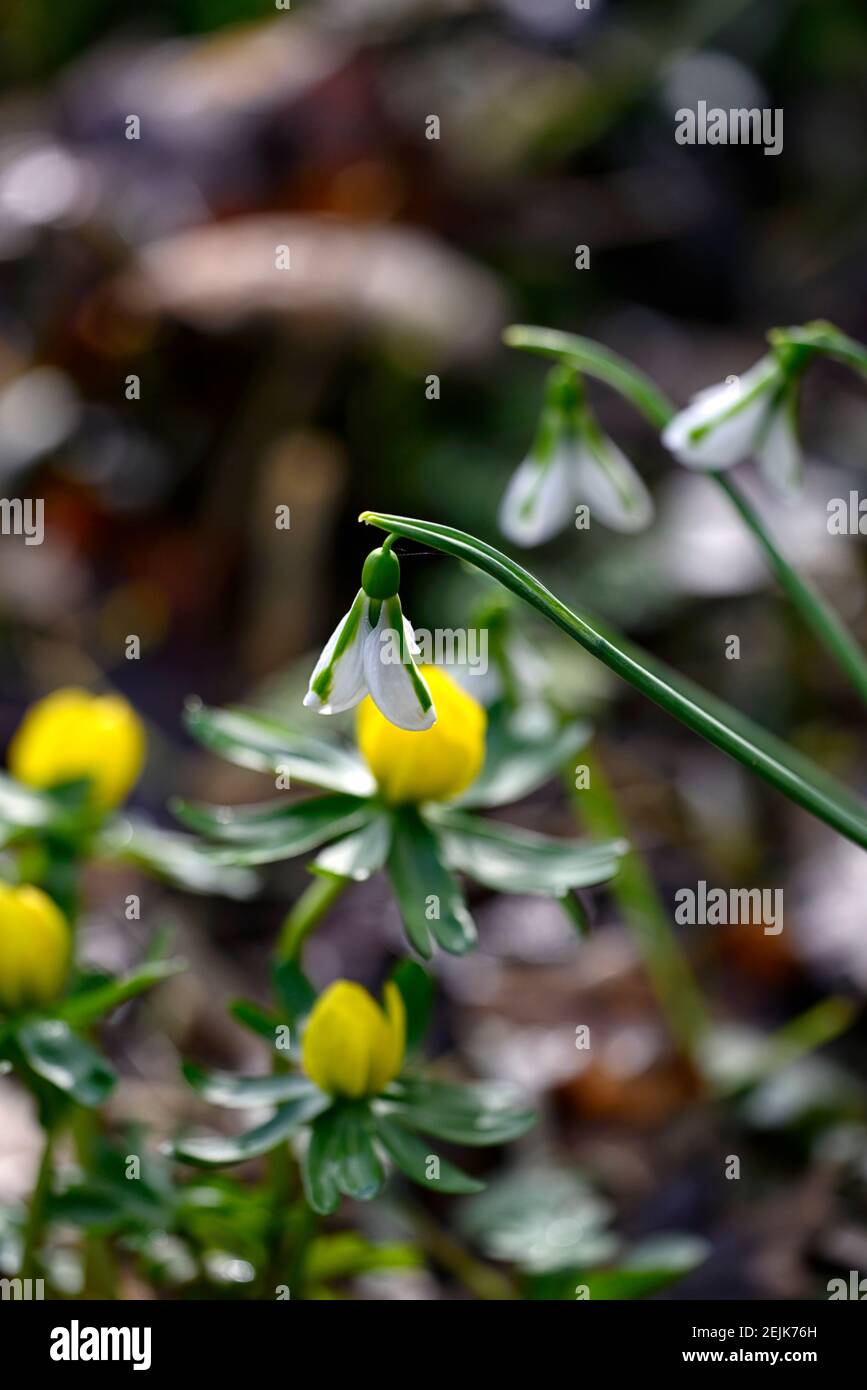 Golden markings hi-res stock photography and images - Alamy