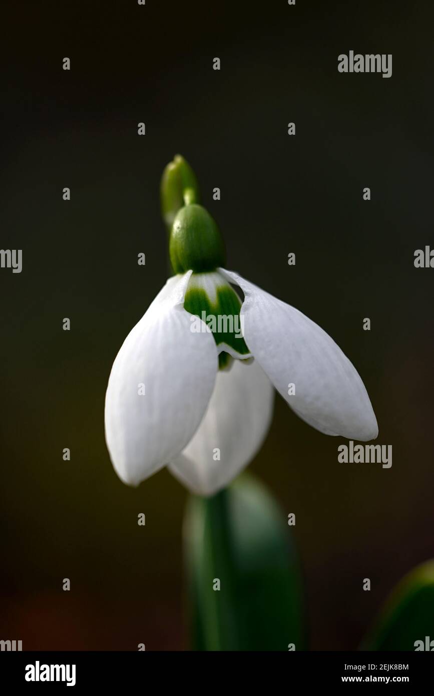 Galanthus rodmarton arcturus hi-res stock photography and images - Alamy
