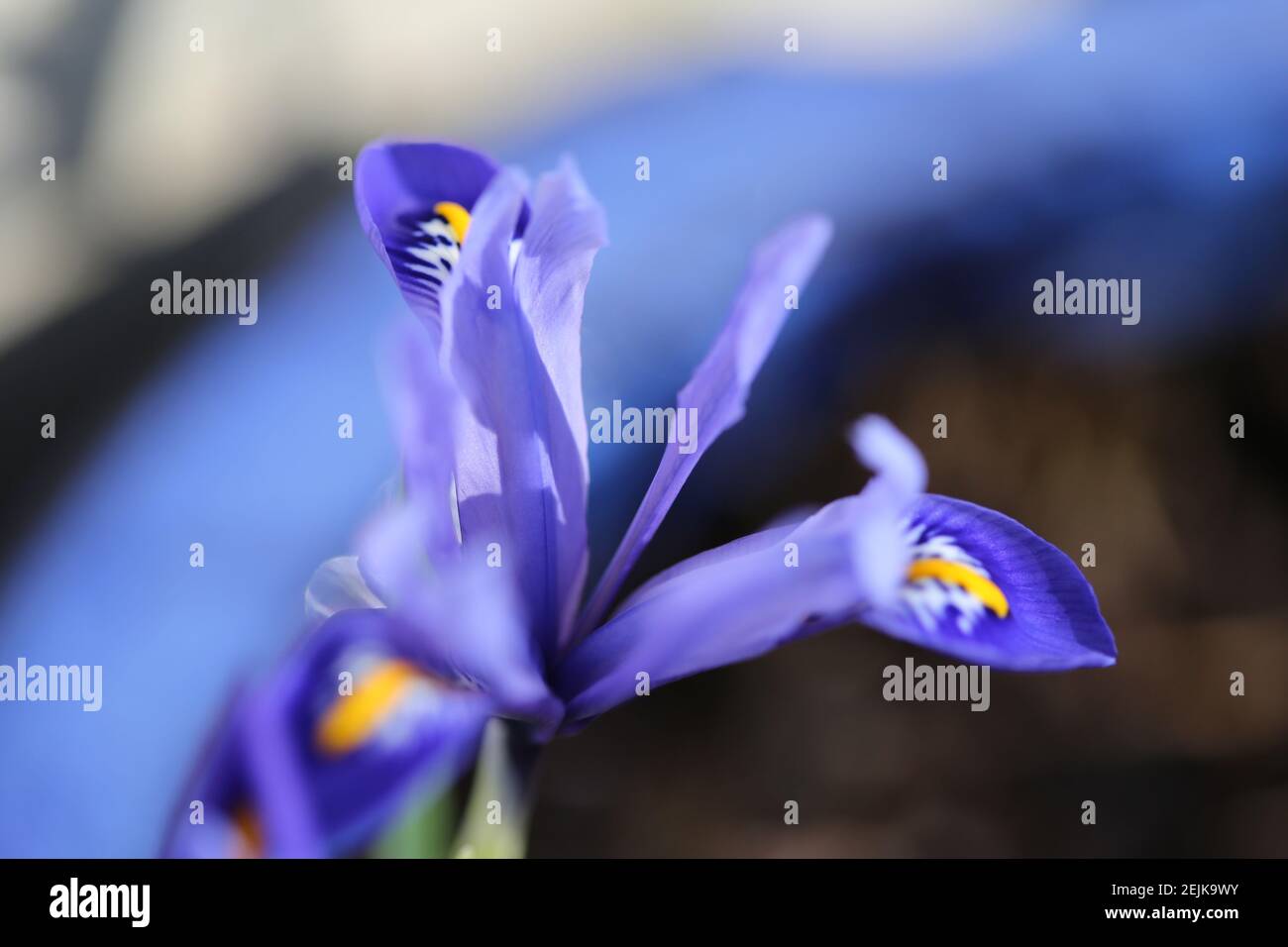 blue and yellow iris Stock Photo - Alamy