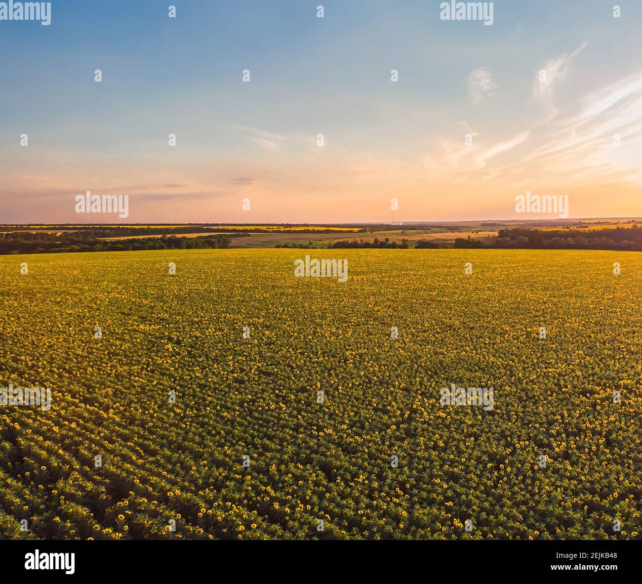 Colorful farm fields from above. Sunflower, wheat, rye and corn ...
