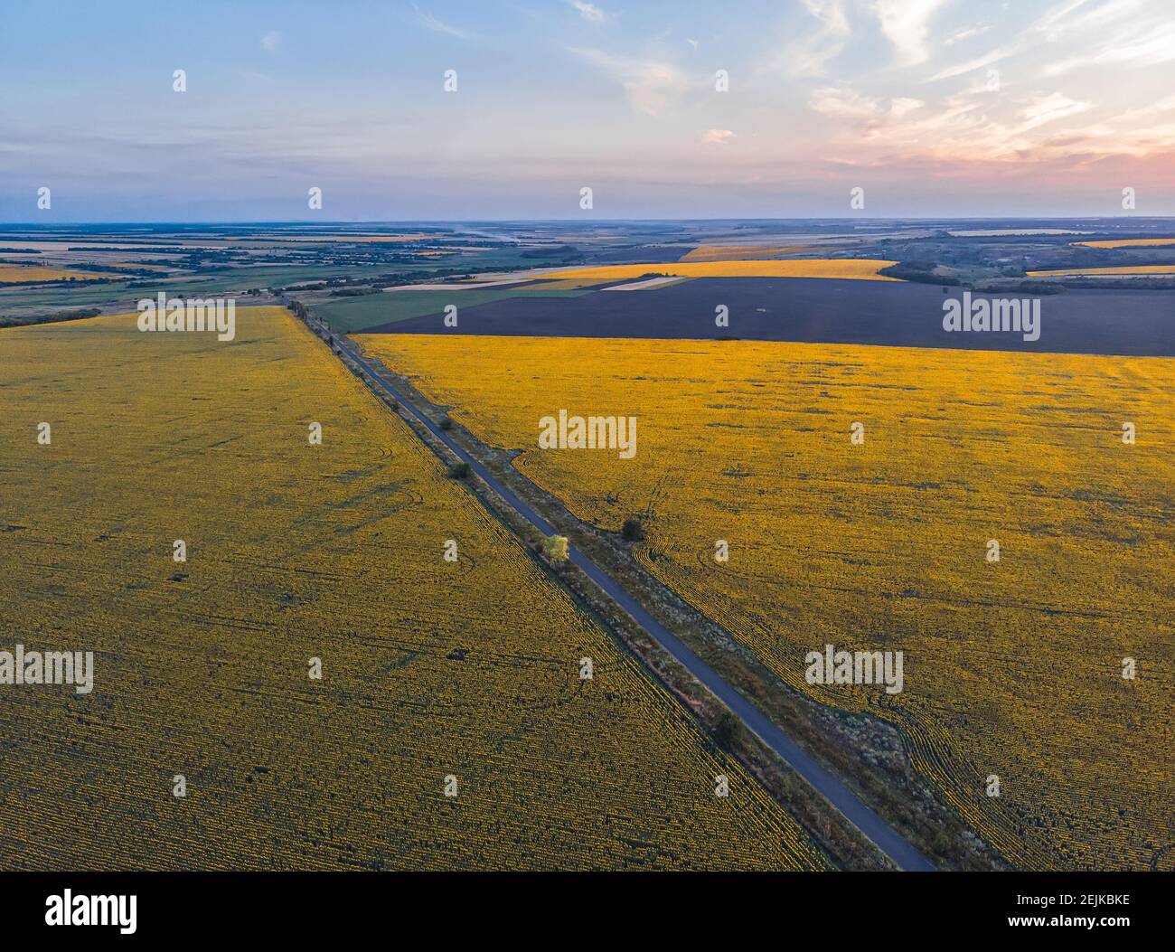 Colorful farm fields from above. Sunflower, wheat, rye and corn ...