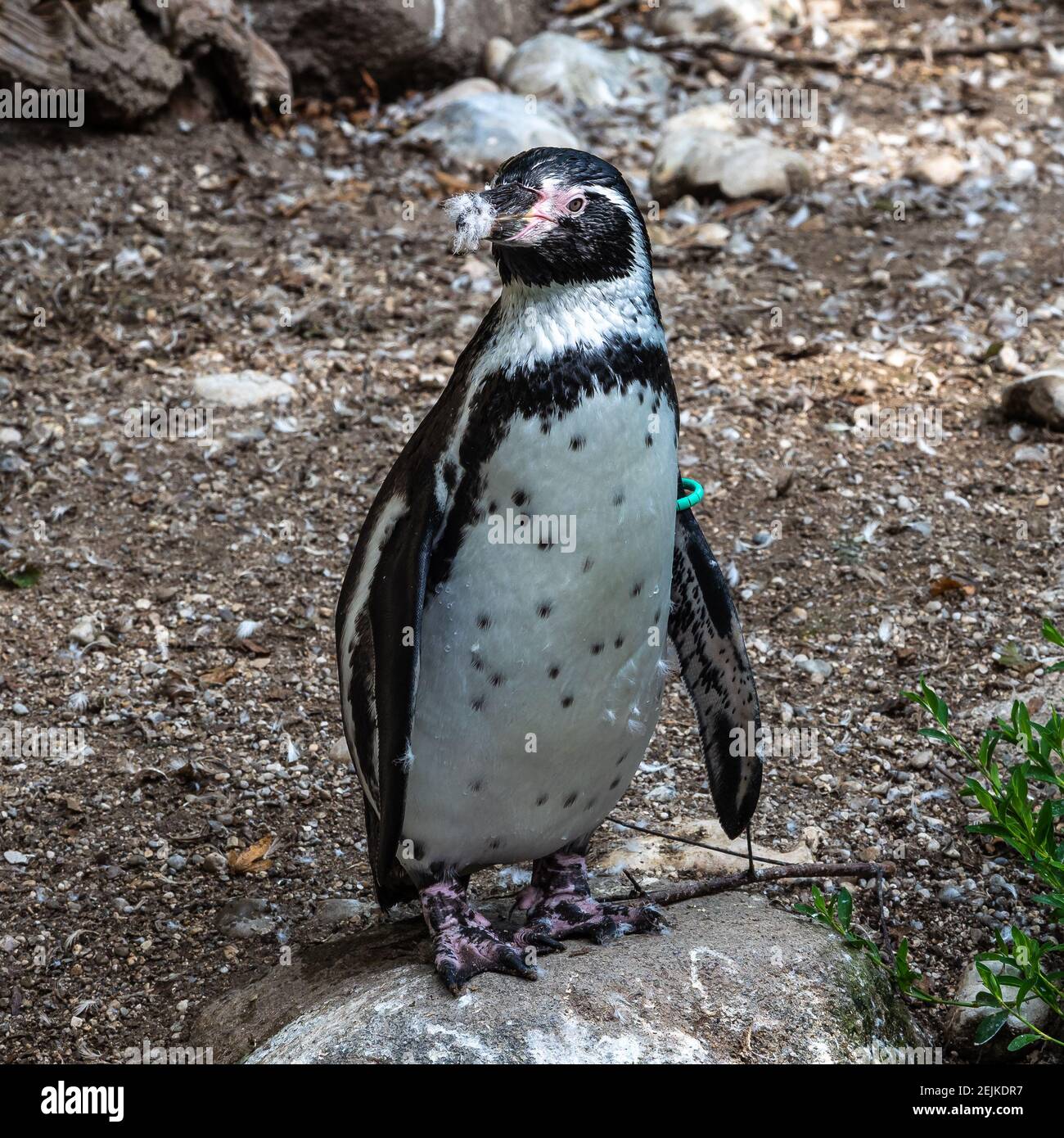 The Humboldt Penguin, Spheniscus humboldti also termed Peruvian penguin ...