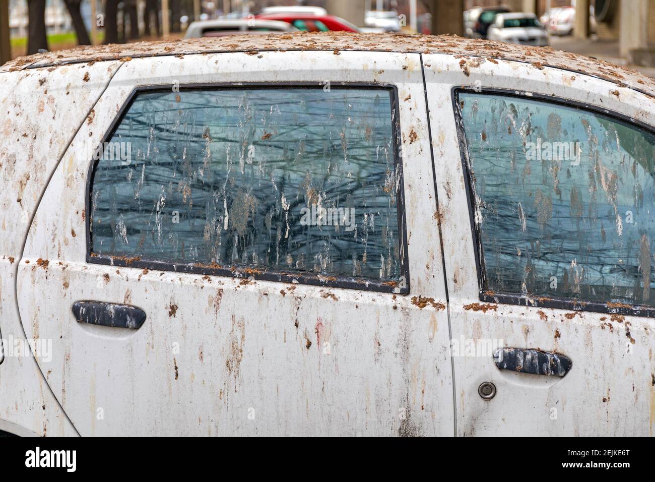 Birds Excrement at Damaged Car Parked Under Tree Stock Photo - Alamy