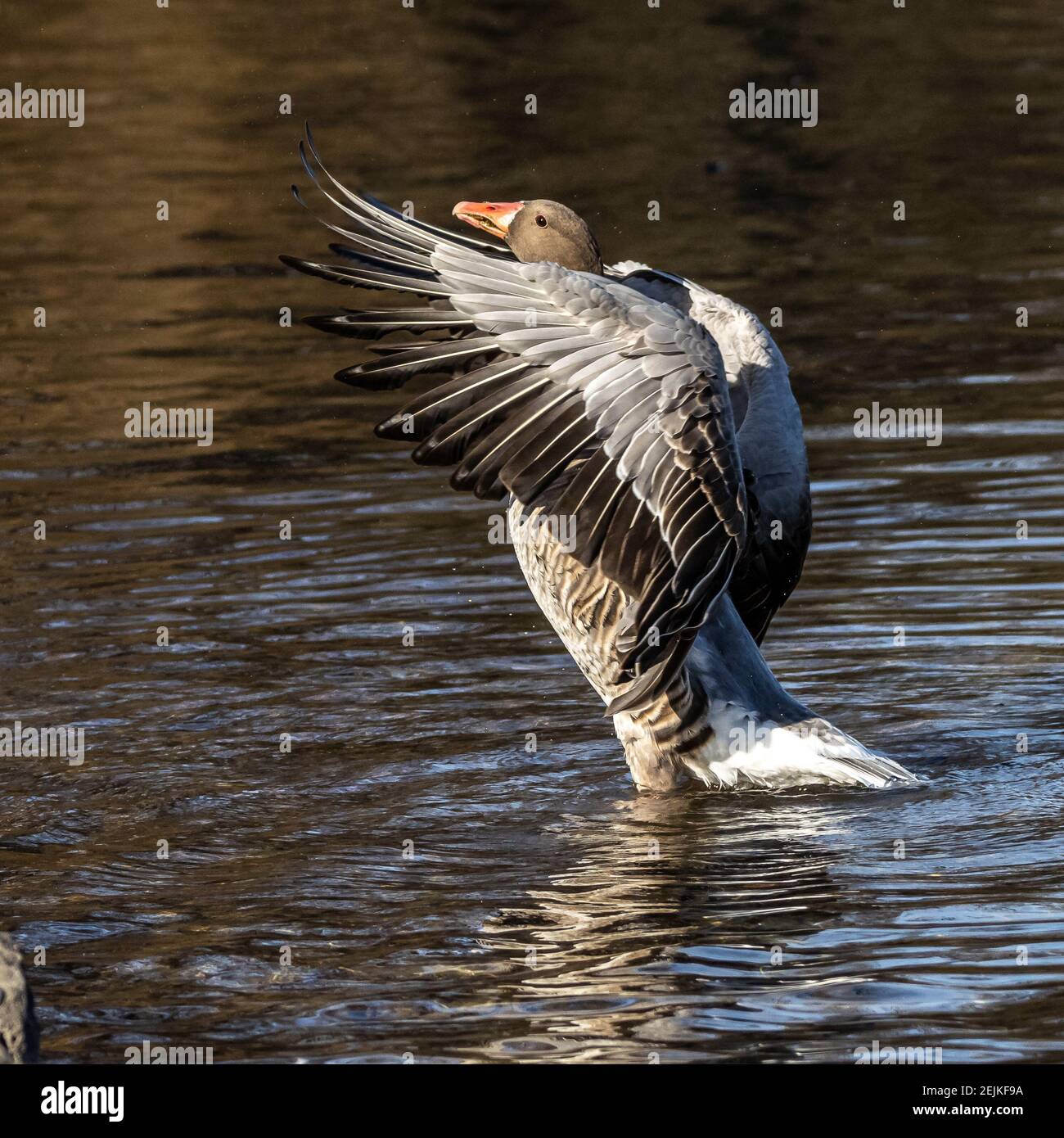 The greylag goose, Anser anser is a species of large goose in the ...