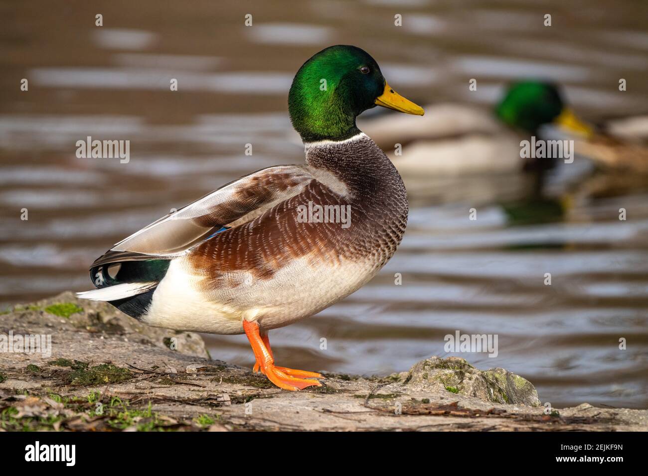 The mallard, Anas platyrhynchos is a dabbling duck. Here swimming in a ...