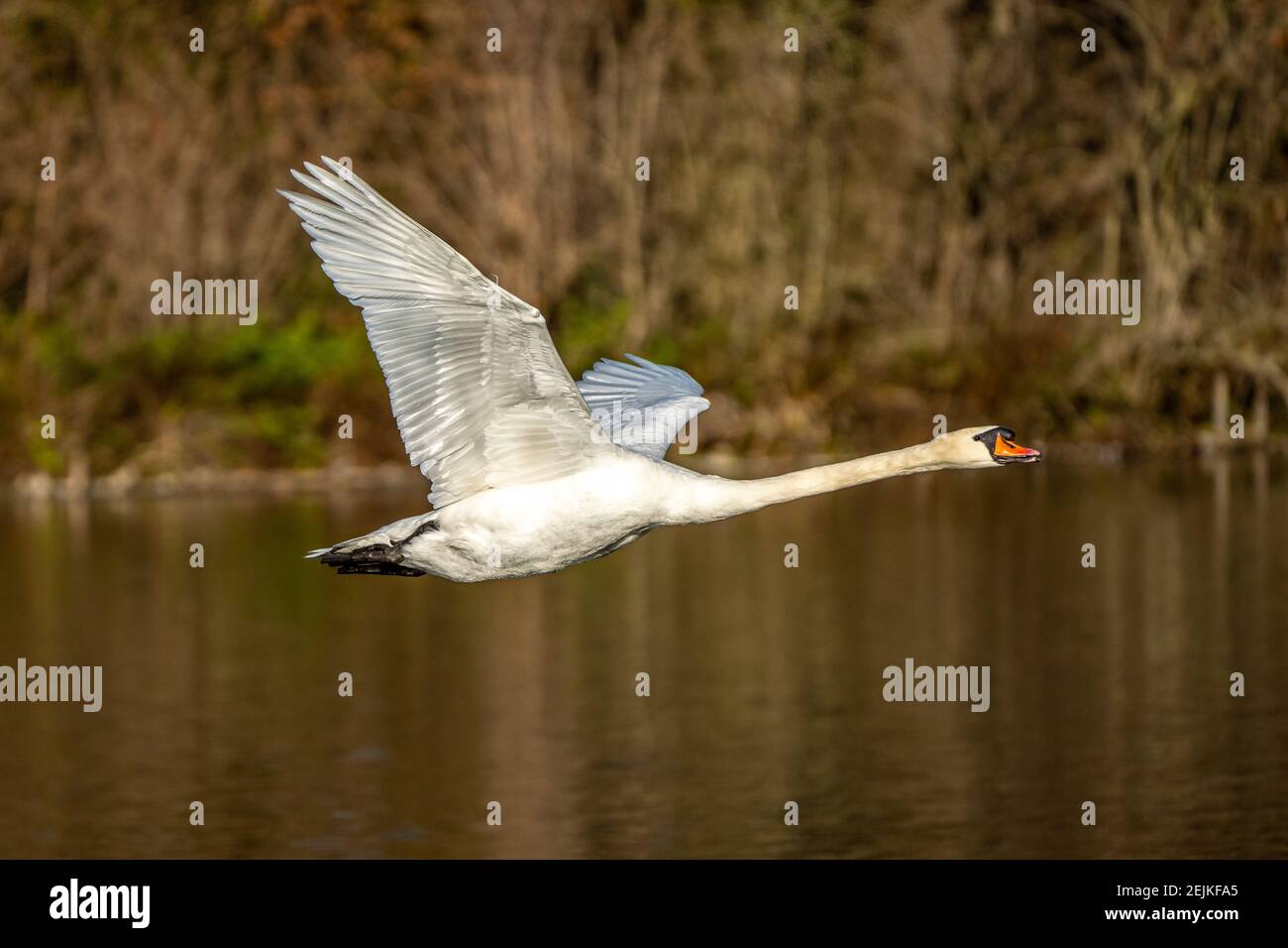The Mute swan, Cygnus olor is a species of swan and a member of the ...
