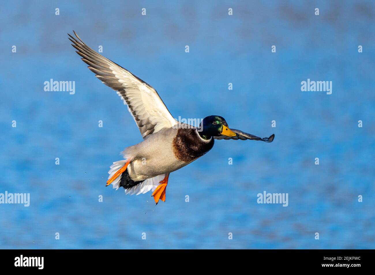 The mallard, Anas platyrhynchos is a dabbling duck. Here flying in the ...