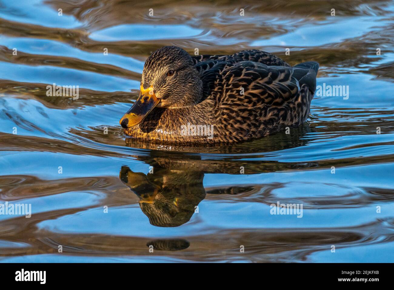 The mallard, Anas platyrhynchos is a dabbling duck. Here swimming in a ...