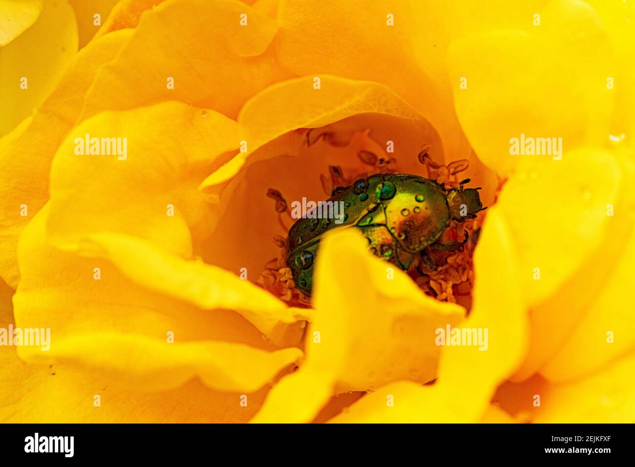 A pretty Cotinis nitida or a green June beetle, Cetonia aurata ...