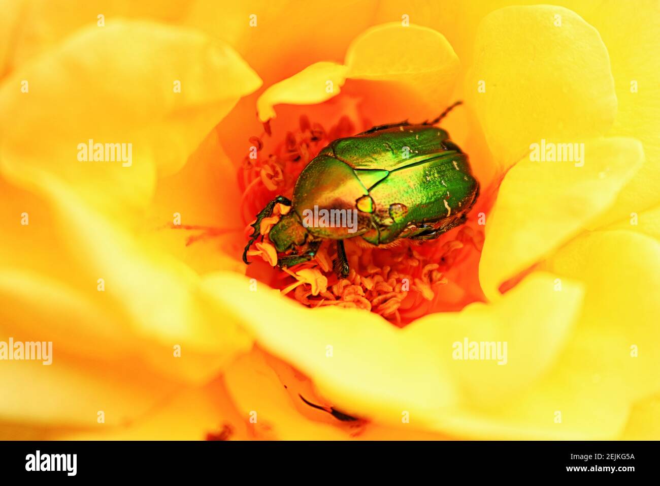 A pretty Cotinis nitida or a green June beetle, Cetonia aurata ...