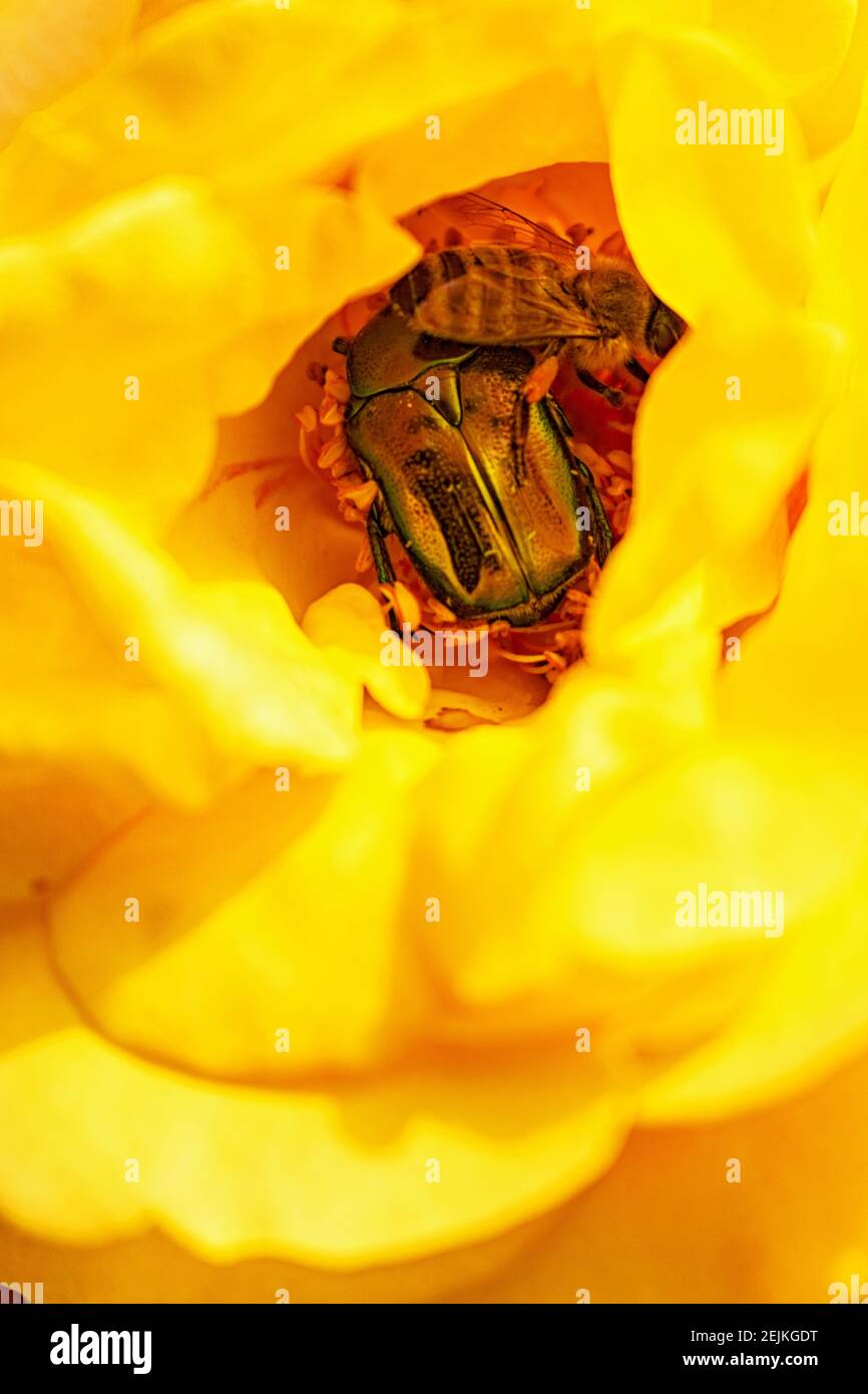 A pretty Cotinis nitida or a green June beetle, Cetonia aurata ...