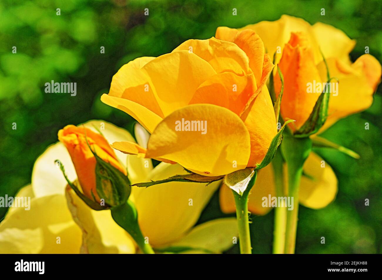 Bright yellow rose flowers in a green plants background on sunny spring ...