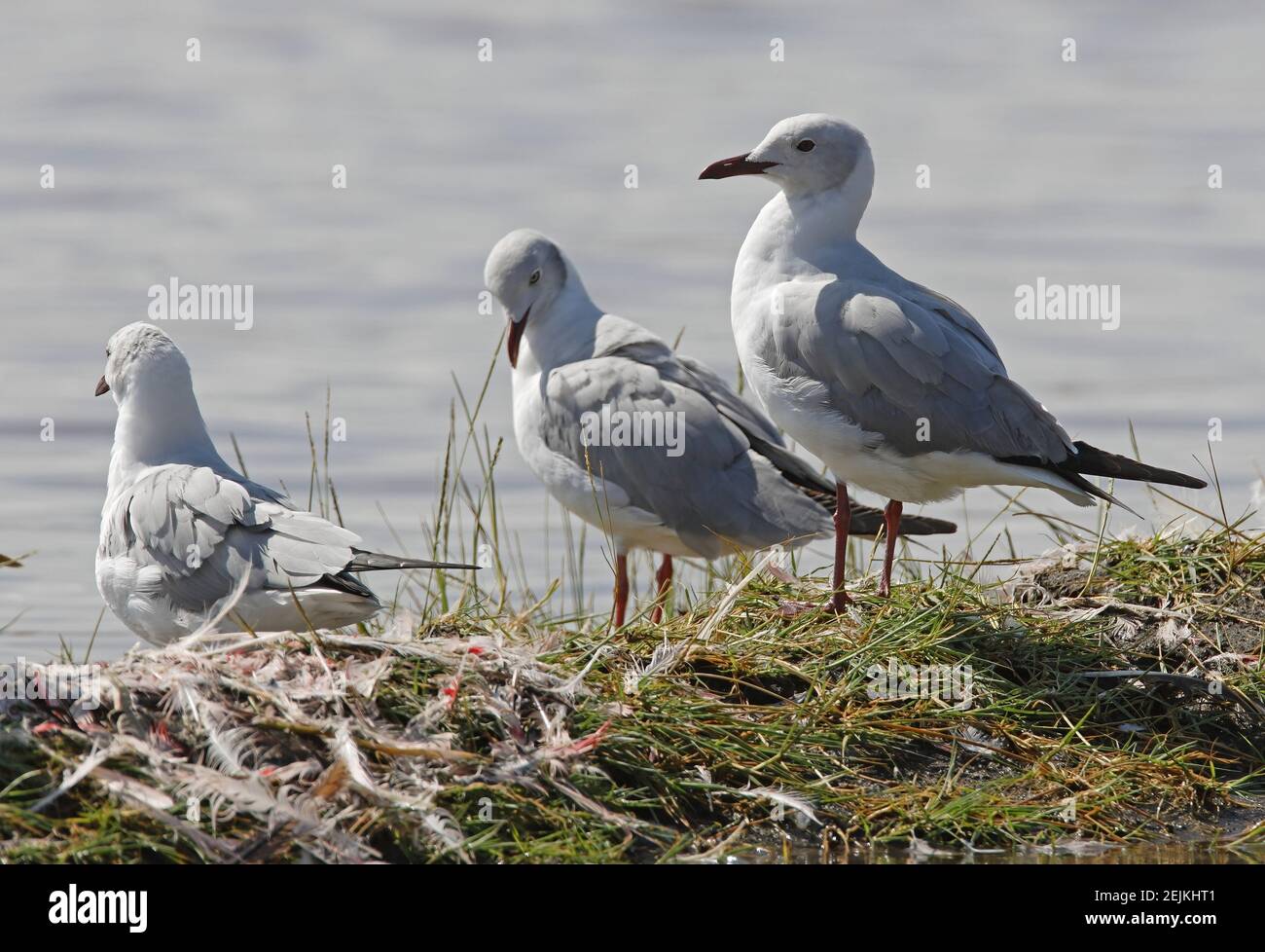 Poiocephalus High Resolution Stock Photography and Images - Alamy