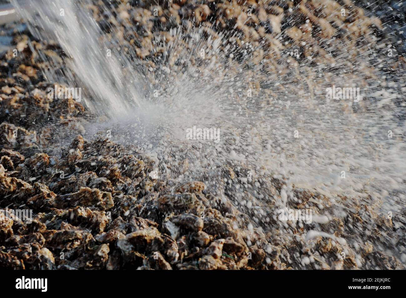 Aquaculture workers clean and harvest seafood at seaside after long ...