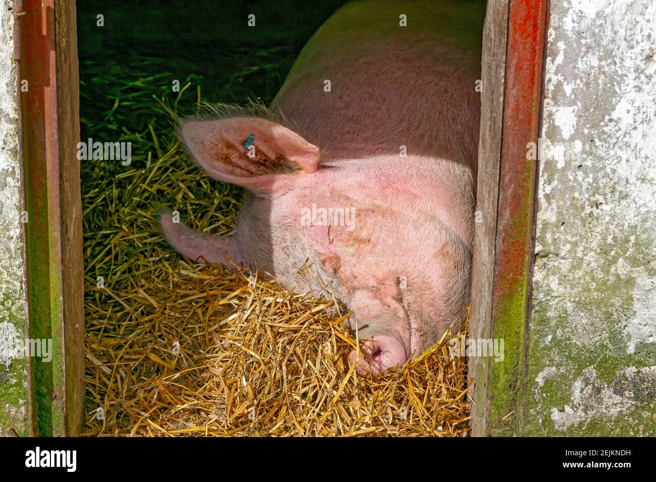 Cultra, Northern Ireland. 3rd May, 2016. Sleeping pig at the Ulster ...
