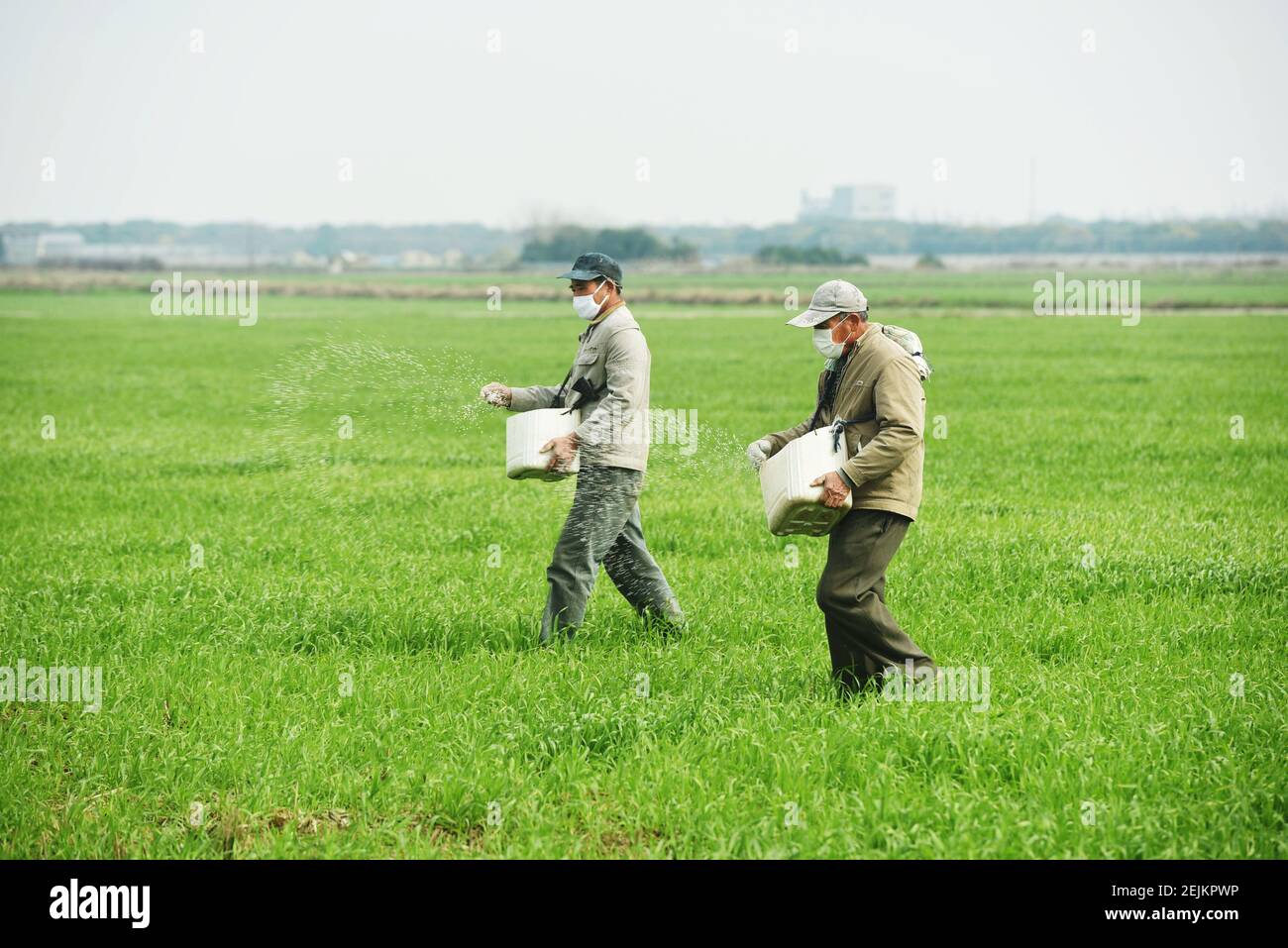 Chinese farmers fertilize a wheat field with chemical fertilizer on the ...