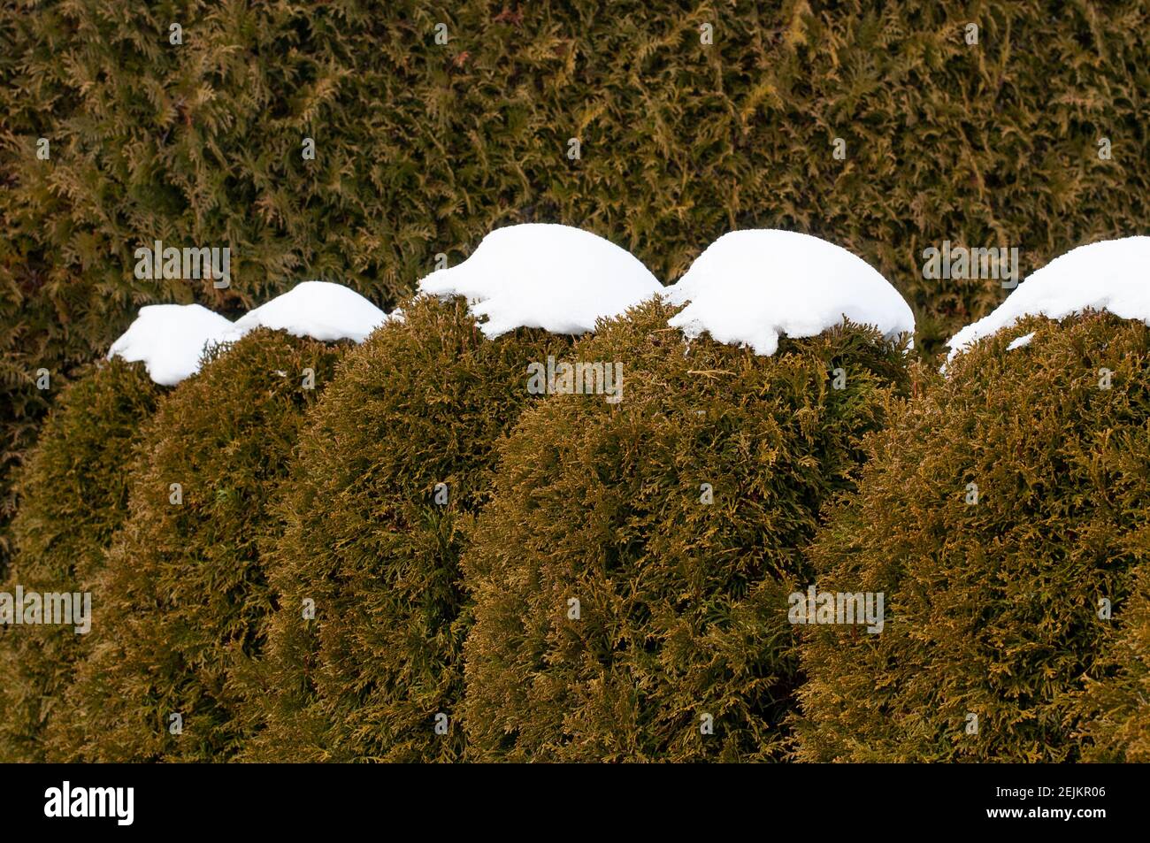Snow covered cedar fence hi-res stock photography and images - Alamy