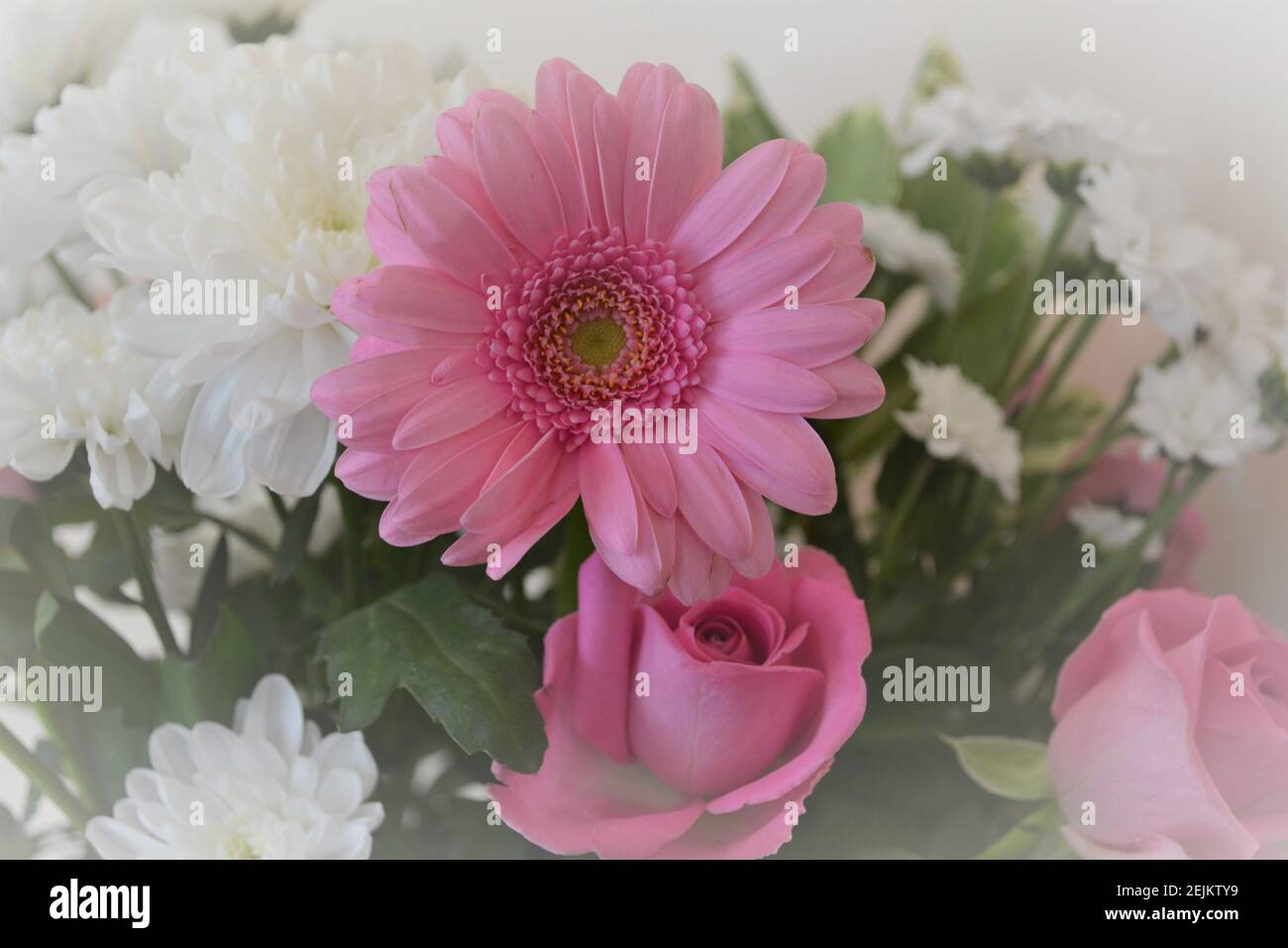 White flower with pink edge hi-res stock photography and images - Alamy
