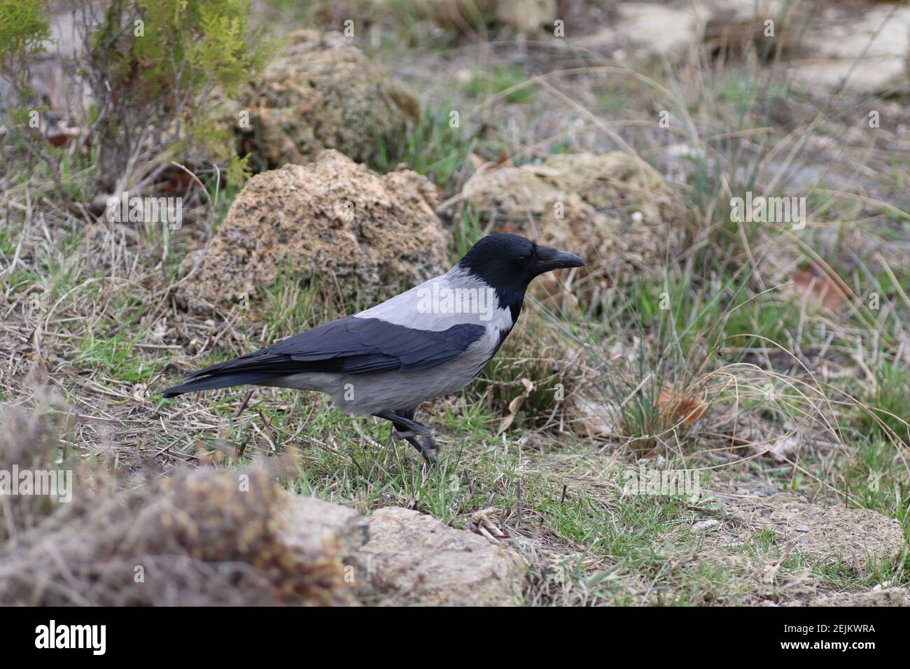magpie in the sun in the park resting Stock Photo - Alamy