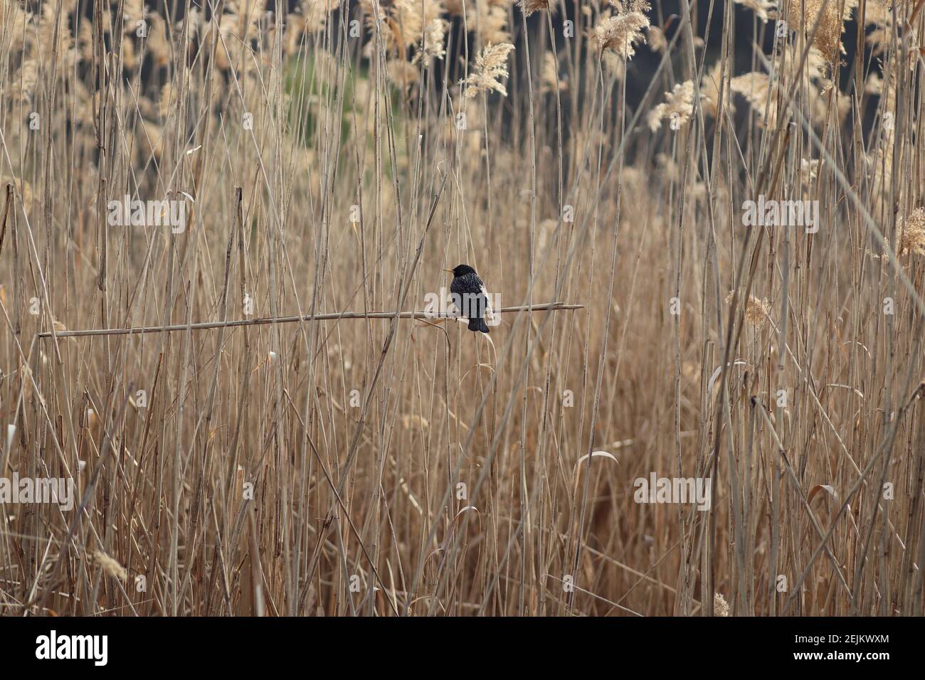 Rook autumn hi-res stock photography and images - Alamy