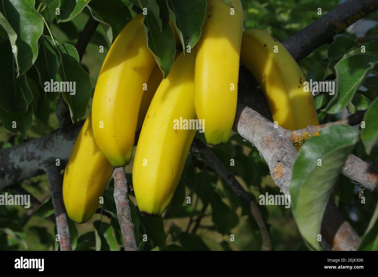 Banana fruits. Exotic desserts natural tropical plants Stock Photo - Alamy
