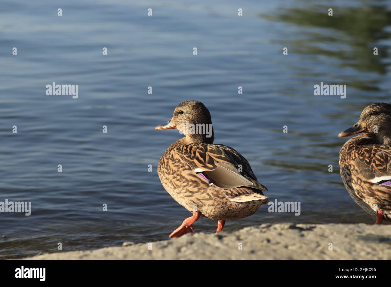 beautiful ducks are resting by the pond under the warm sun Stock Photo ...
