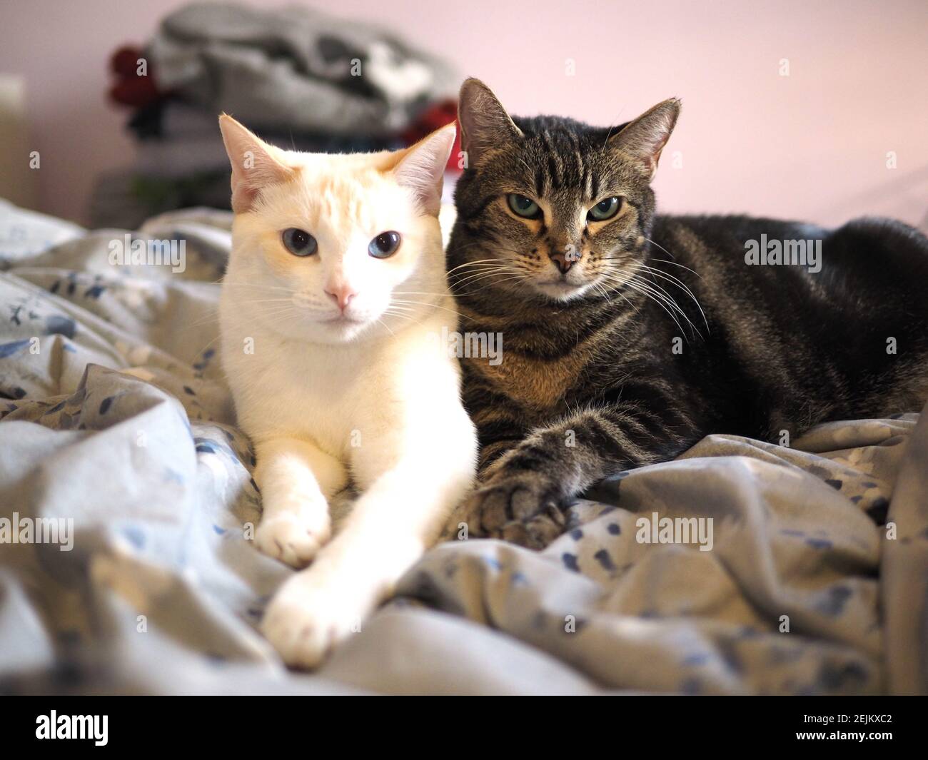 Mintie the tabby and Mitzie the Flamepoint Siamese Stock Photo - Alamy