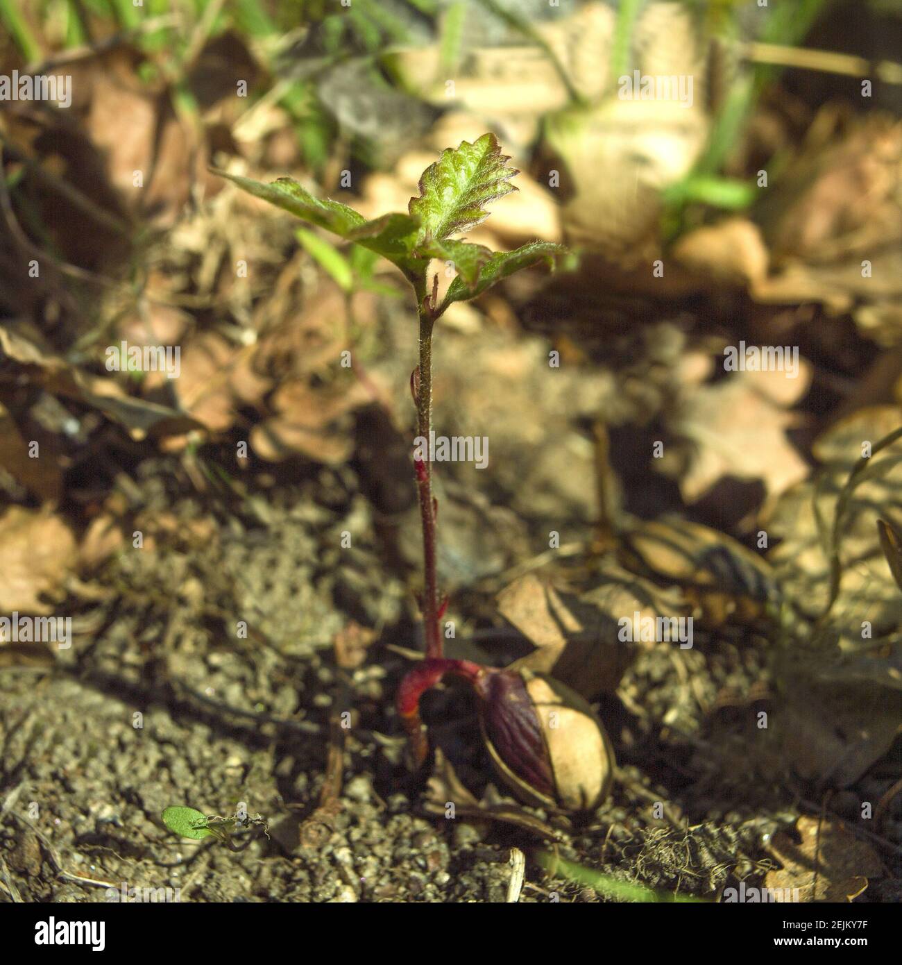 Acorn sprouting of an oak Stock Photo - Alamy