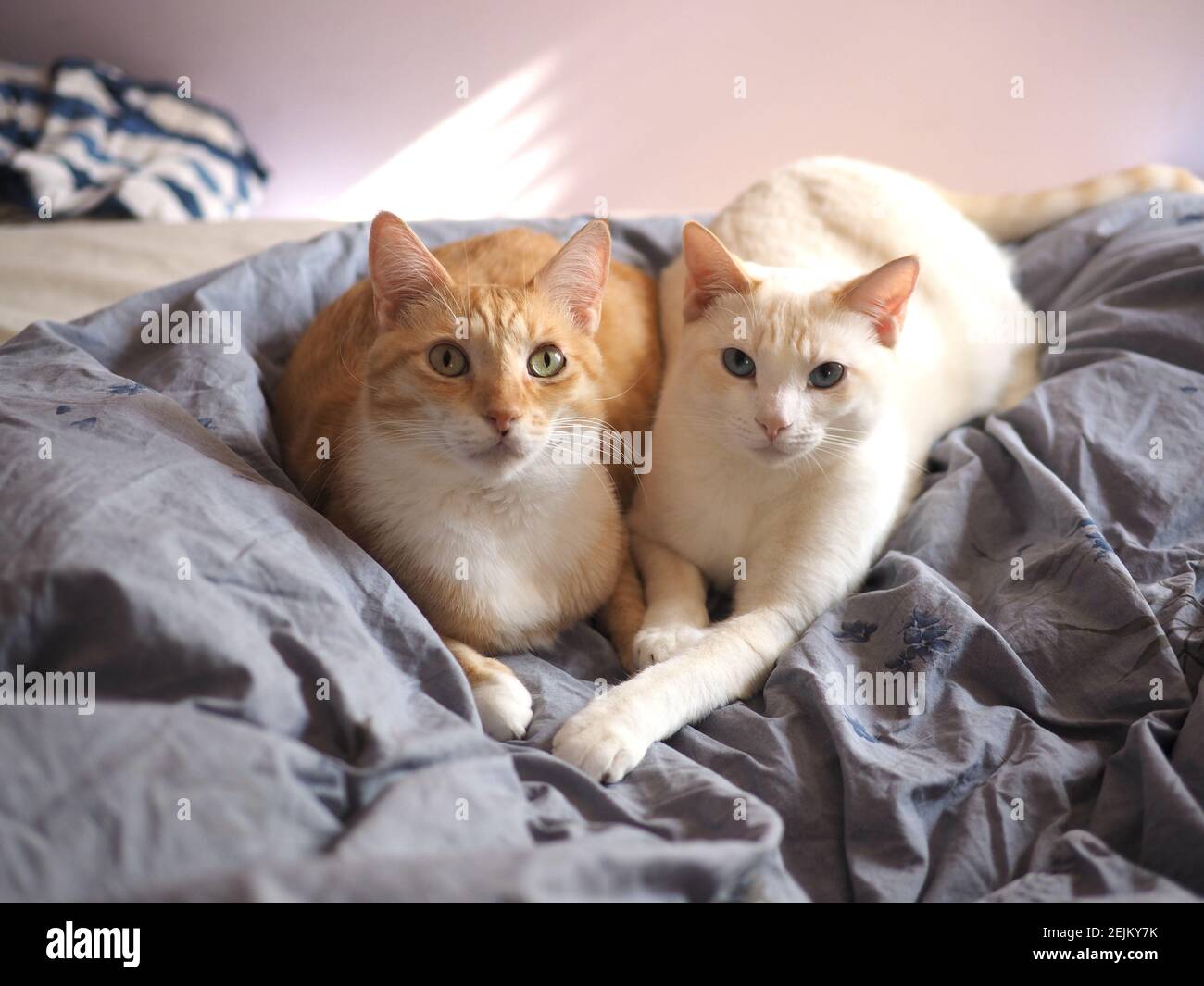 Mika the orange tabby with Mitzie the flamepoint Siamese cat Stock ...