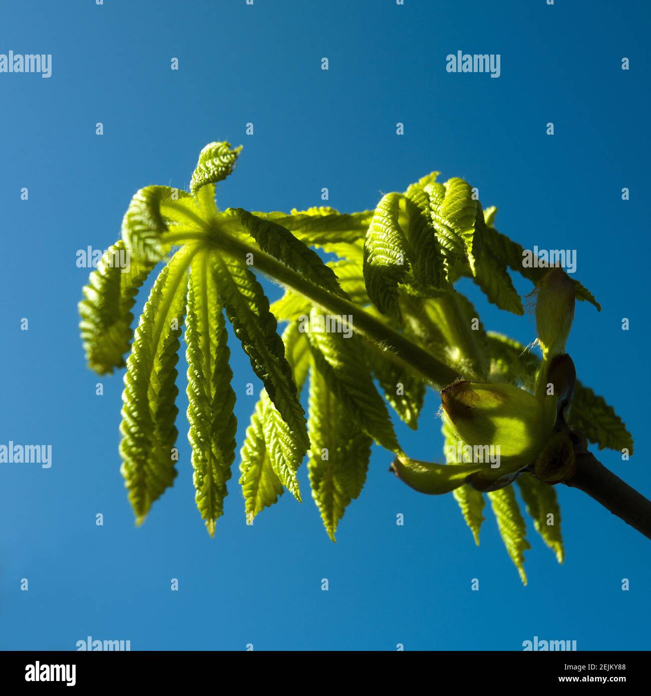 Bud of a chestnut tree on a blue background Stock Photo - Alamy