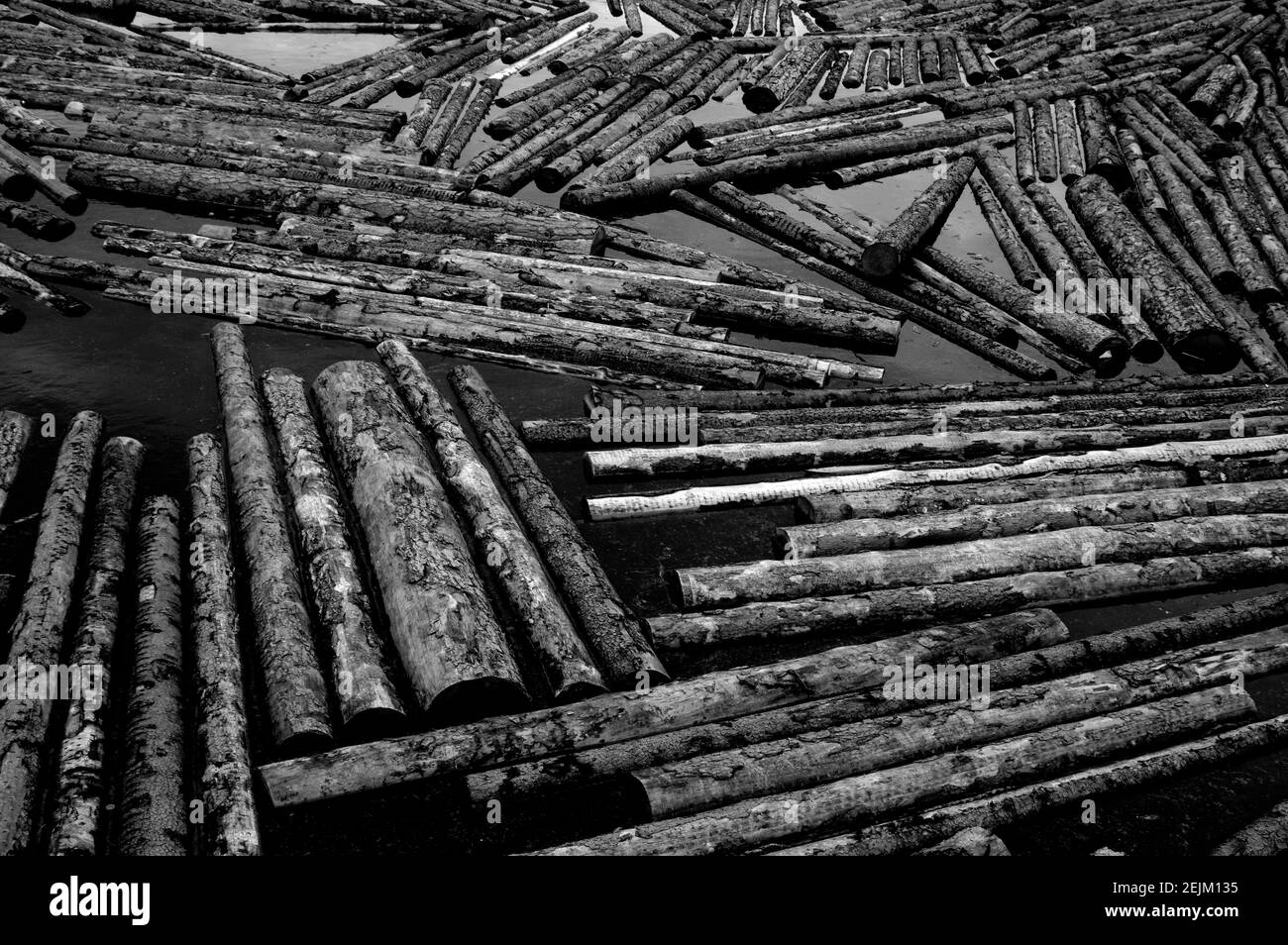 Logs are floating in the river Stock Photo - Alamy