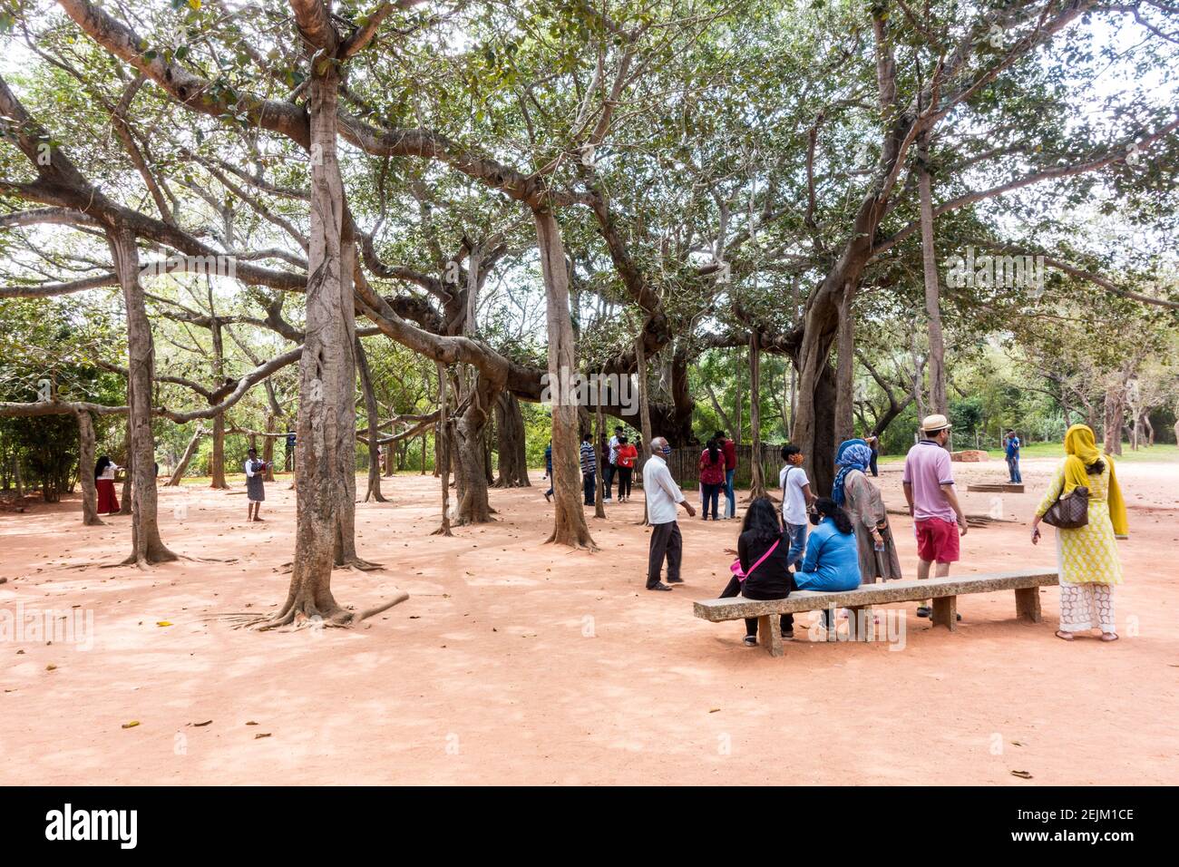 Ficus benghalensis indian banyan tree hi-res stock photography and ...