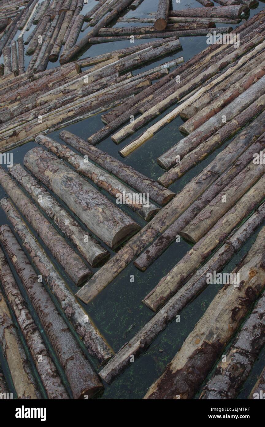 Logs are floating in the river Stock Photo - Alamy