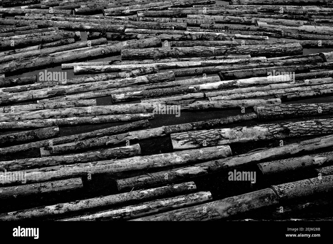 Logs are floating in the river Stock Photo - Alamy