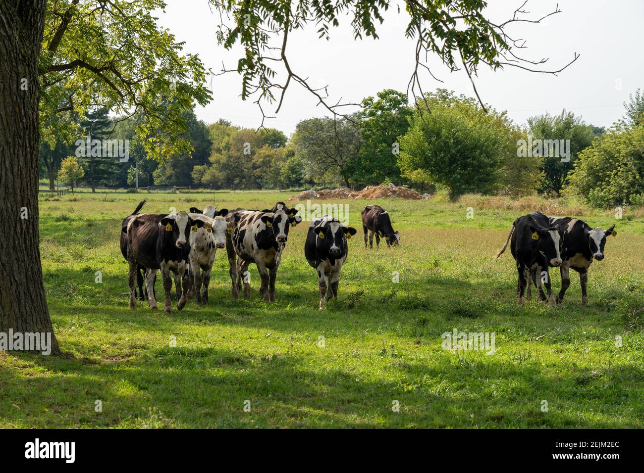 Numbered cows hi-res stock photography and images - Alamy