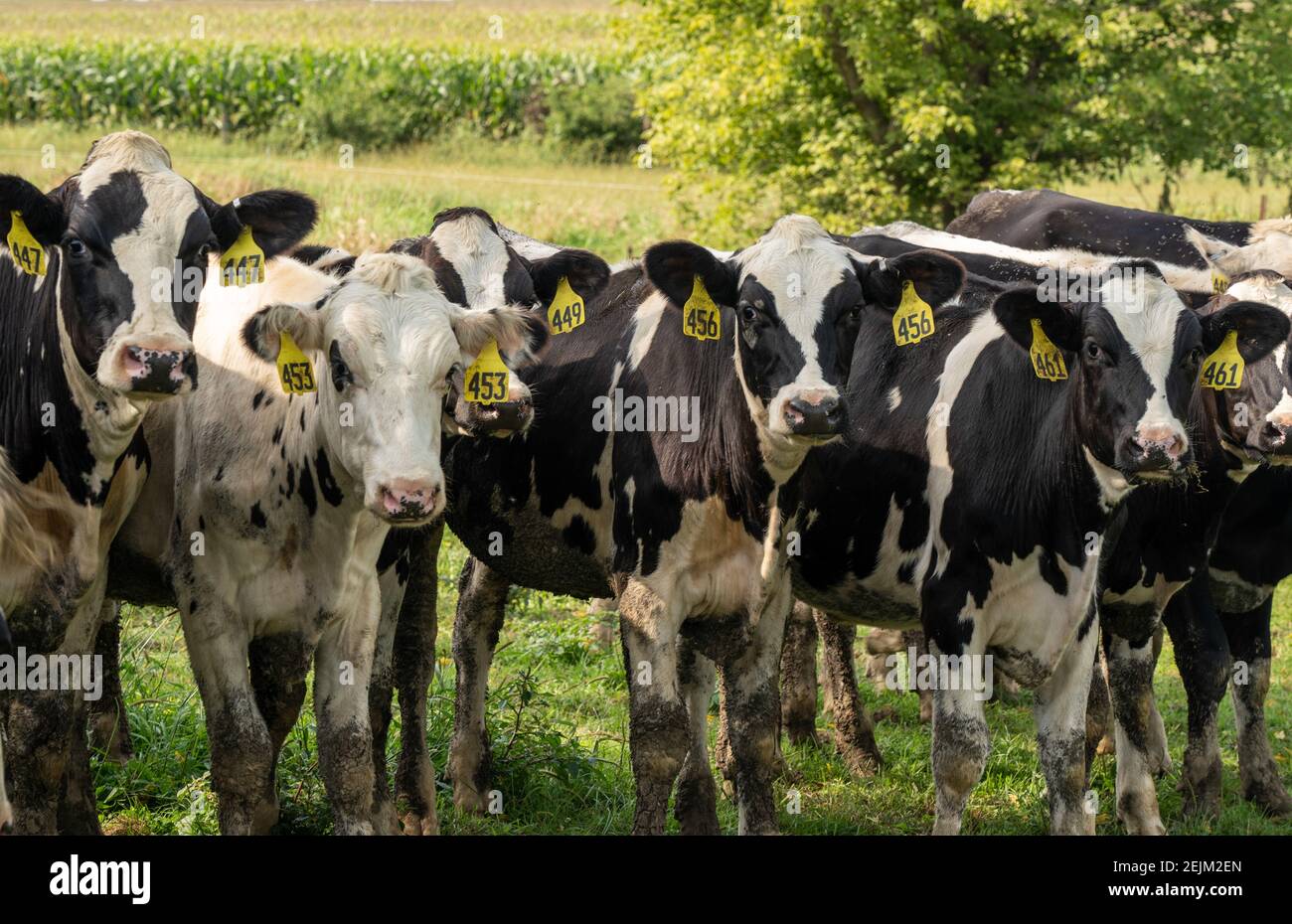 Numbered cows hi-res stock photography and images - Alamy