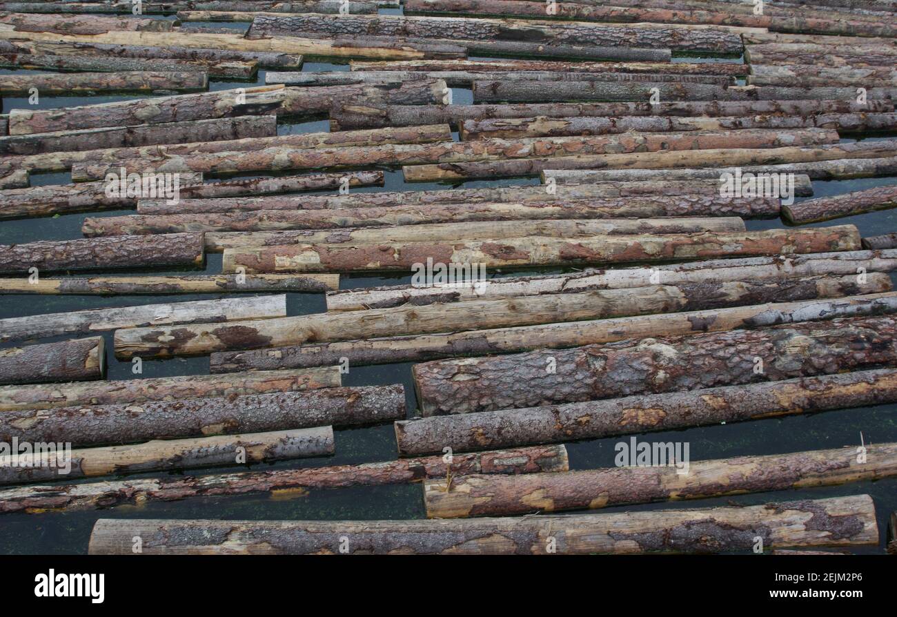 Logs are floating in the river Stock Photo - Alamy
