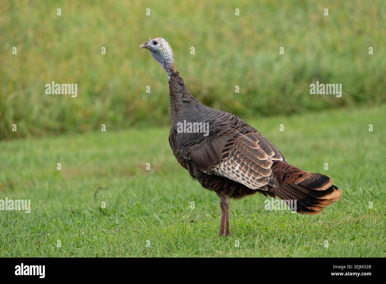 Turkey in a green grassy field at daytime Stock Photo - Alamy